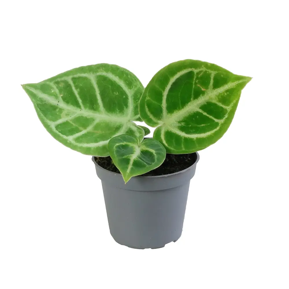 Anthurium 'Dorayaki' – Round Leaf Hybrid with Silver Veins