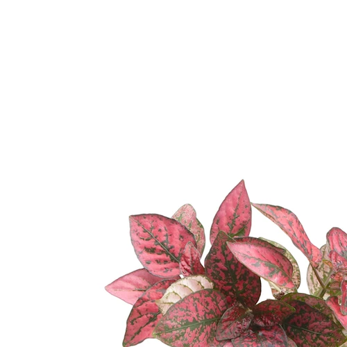 Hypoestes phyllostachya 'Red' | Vibrant Polka Dot Foliage