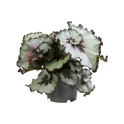 Begonia rex 'Escargot'- order houseplants online at foliage factory