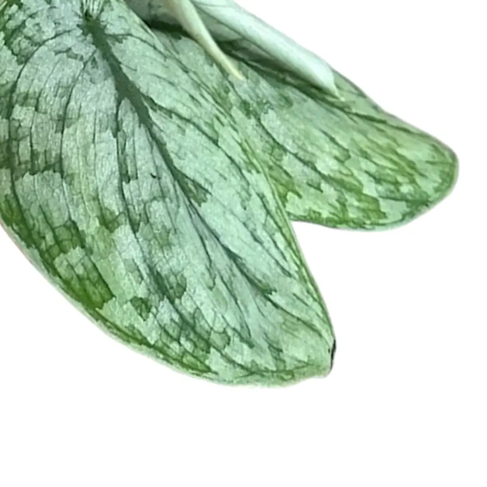 Scindapsus pictus 'Silver Splash' - buy online at Foliage Factory