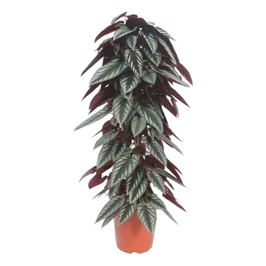 Cissus discolor - Striking Variegated Vine | Foliage Factory