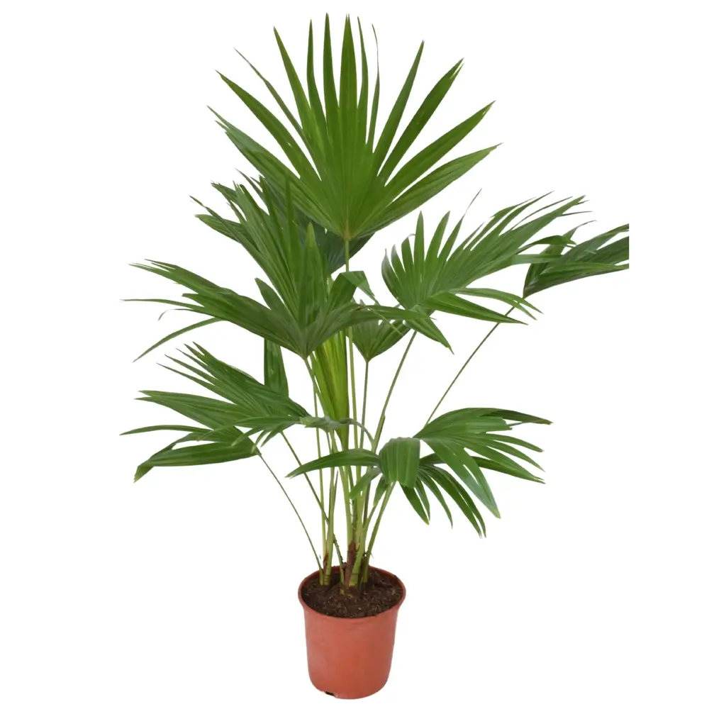 Saribus rotundifolius - buy online at Foliage Factory
