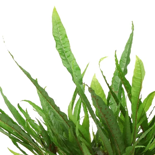 Leptochilus pteropus subsp. pteropus - Foliage Factory