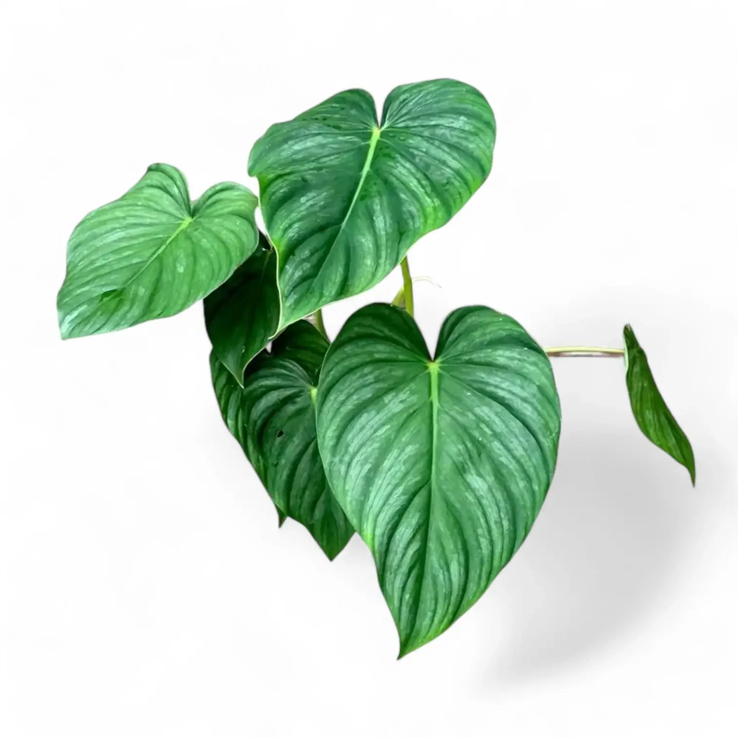 Philodendron sp 'peltatum' aka 'pastazanum silver' - buy online at ...