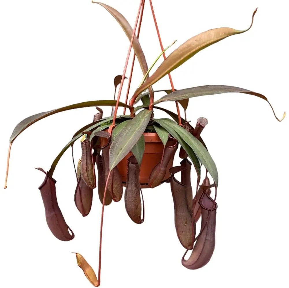 Shop Nepenthes Plants | Foliage Factory