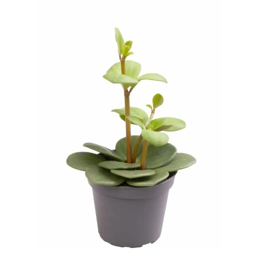 Peperomia 'Hope' – Lush Trailing Hybrid with Round Leaves