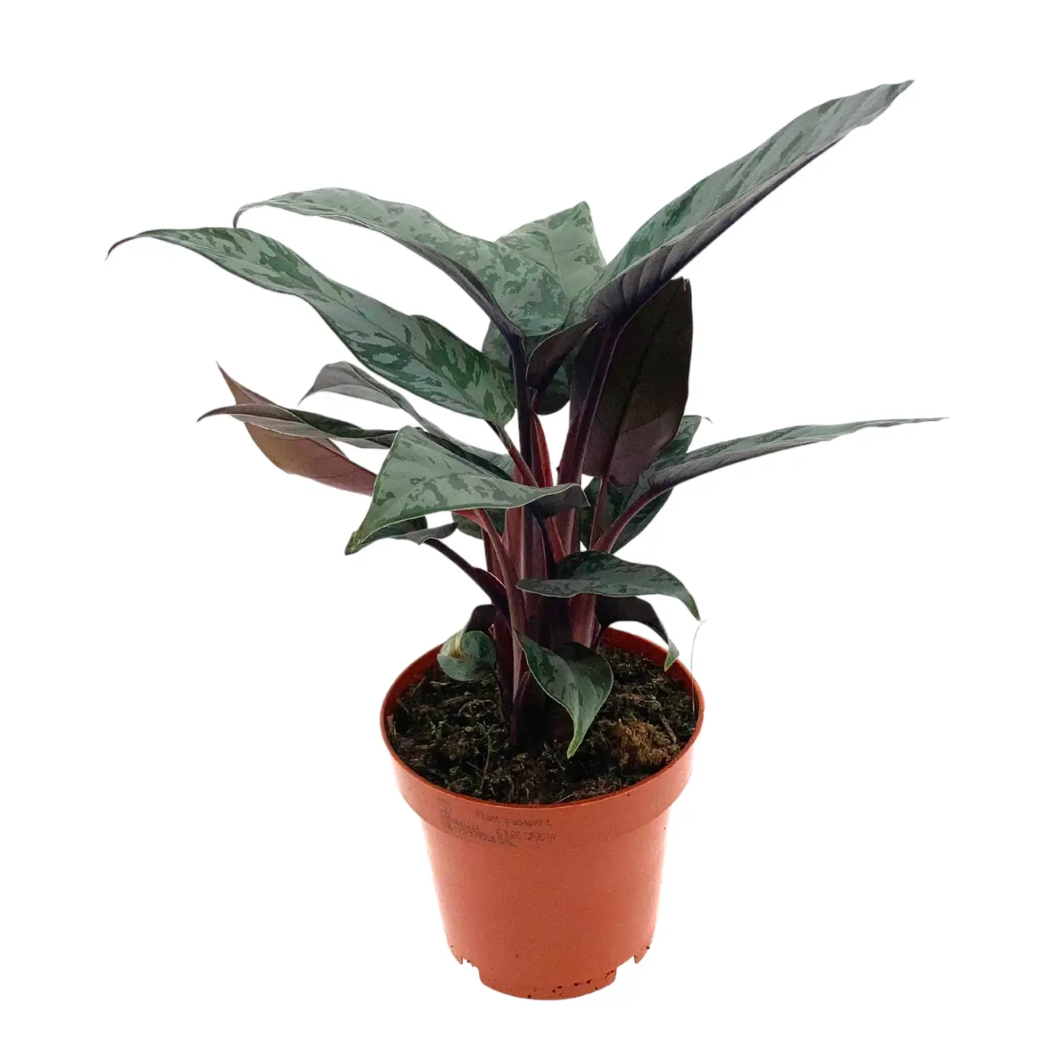 Apoballis acuminatissima 'Lavallaei' ('Purple Sword')