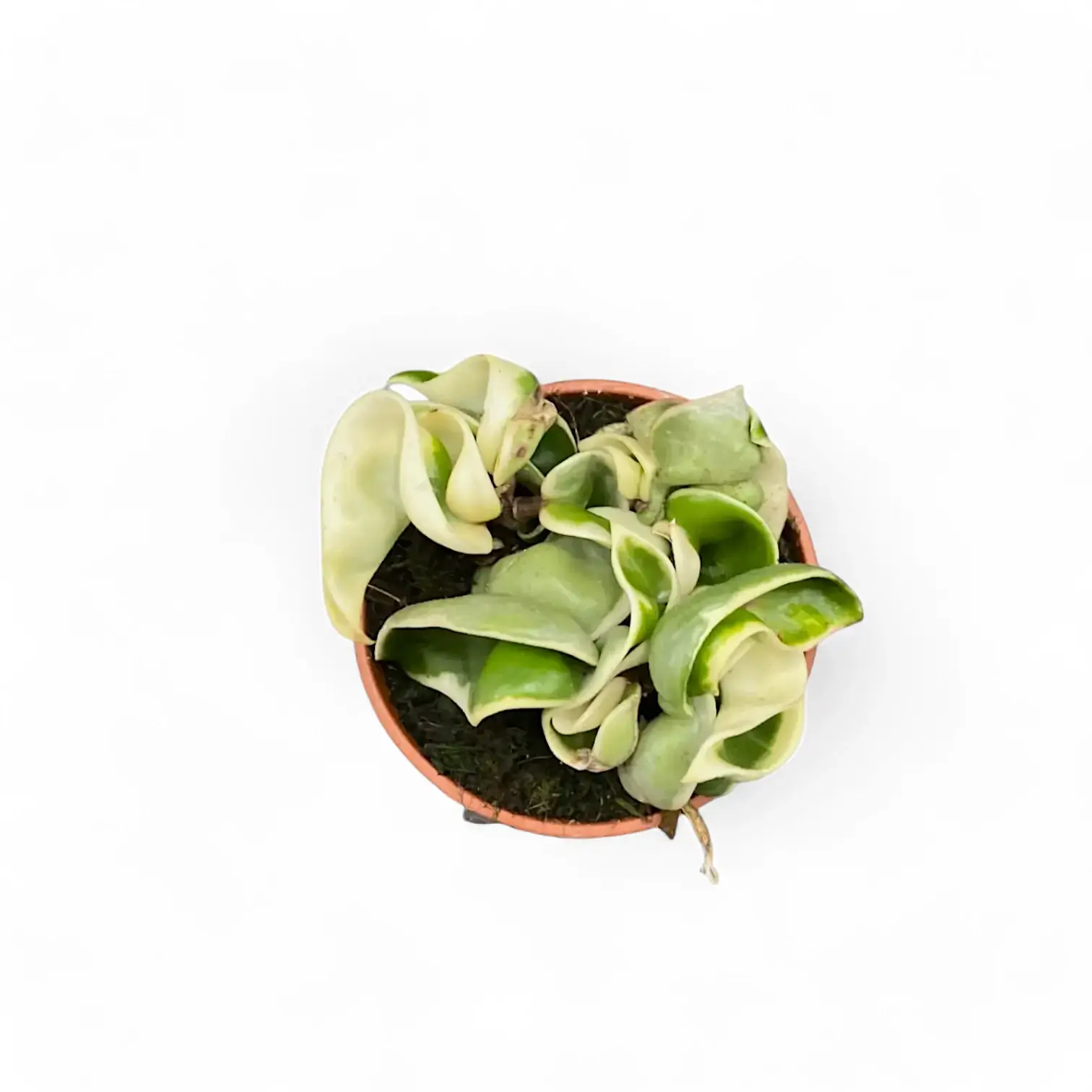 Hoya compacta variegata – buy at Foliage Factory Plant Shop