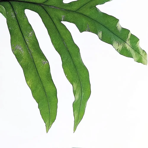 Zealandia pustulata - buy online at Foliage Factory