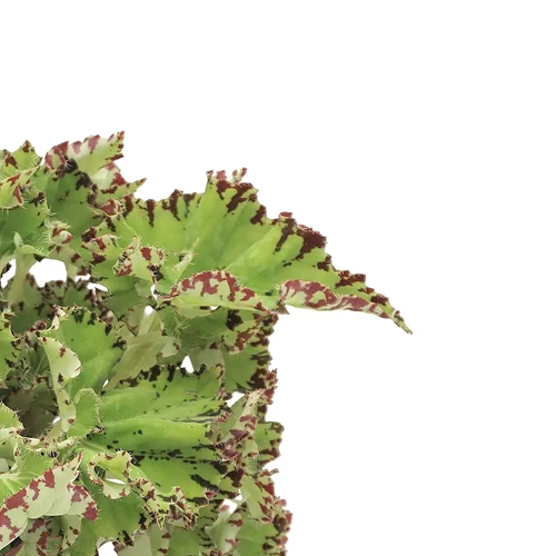 Begonia rex 'Samba' - buy online at Foliage Factory