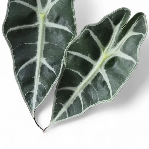 Alocasia 'Bambino Arrow' – Narrow-Lobed Miniature with Glossy Texture