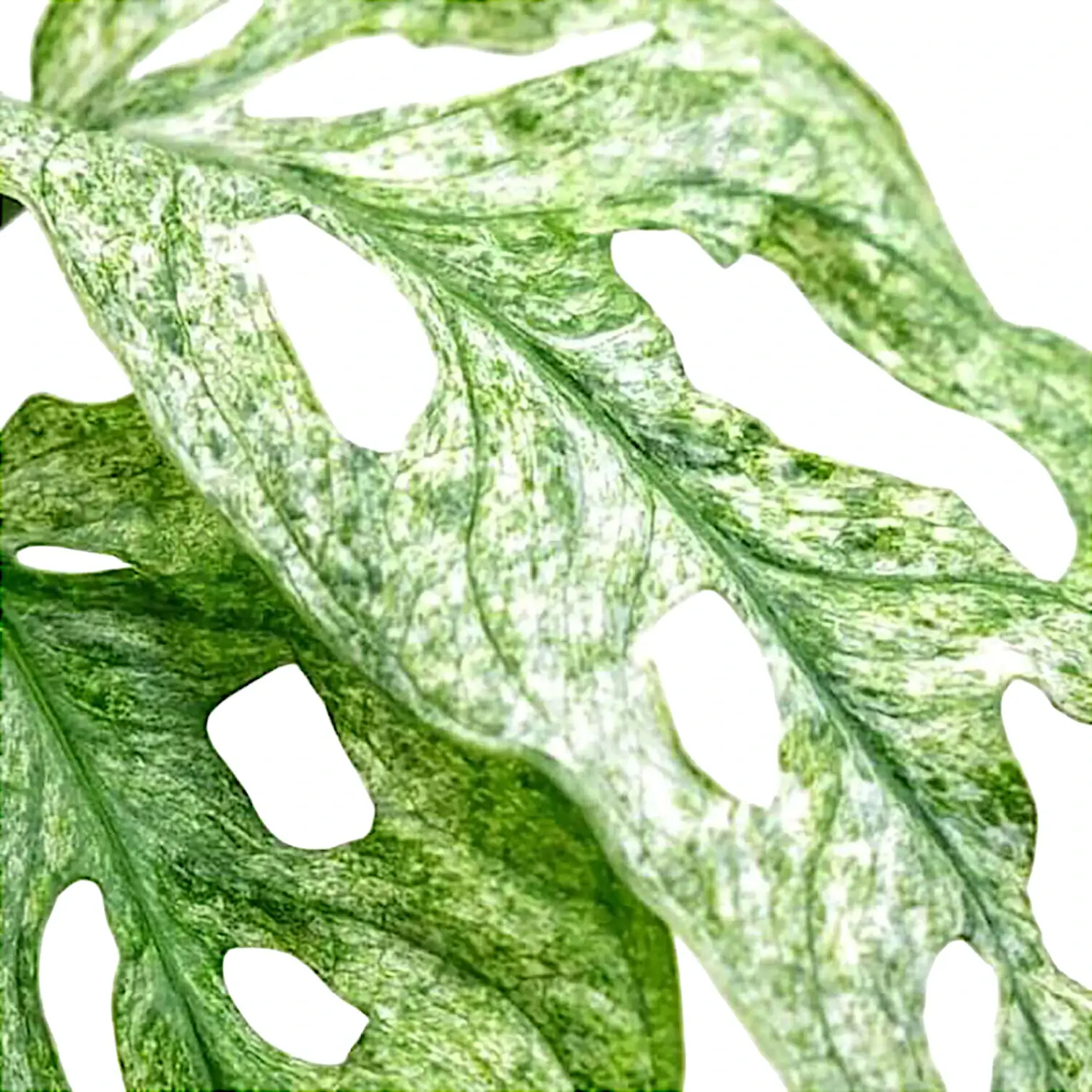 Monstera adansonii 'Mint' – buy online at Foliage Factory