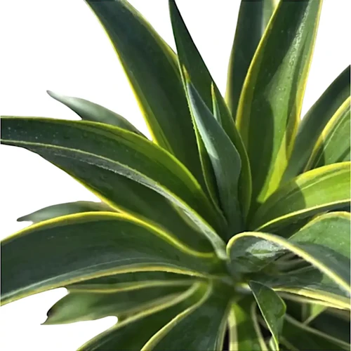 Agave demeesteriana marginata – Variegated Rosette with Bold Form