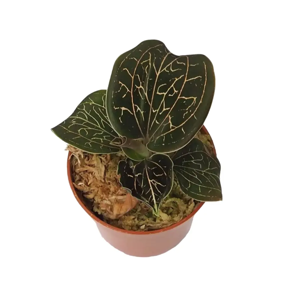 Shop Anoectochilus Plants Online | Foliage Factory