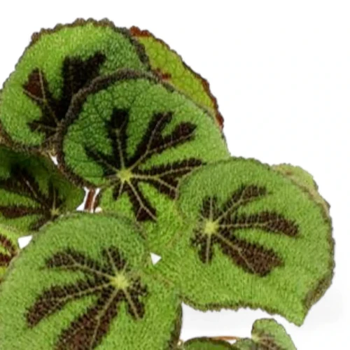 Begonia masoniana 'Rock' – buy now online at Foliage Factory