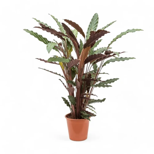 Goeppertia rufibarba (Calathea) 'Wavestar' – Velvet Texture