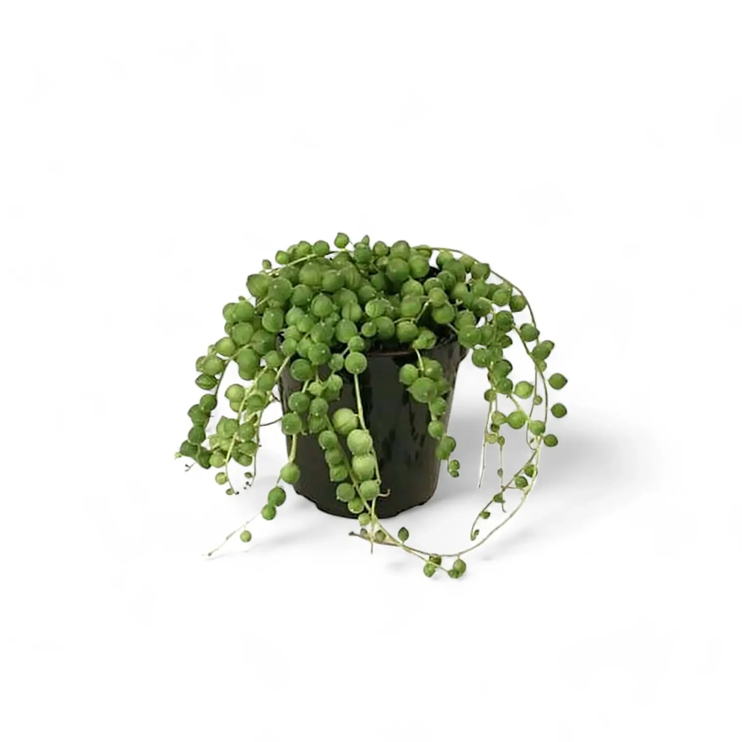 Curio rowleyanus - Trailing String-of-Pearls Succulent