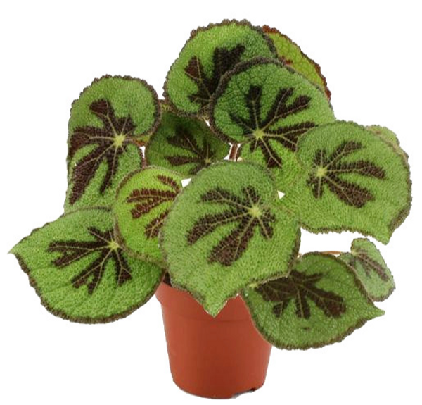 Begonia masoniana 'Rock' – buy online at Foliage Factory