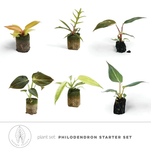 Philodendron Starter Set: 5 Varieties for Any Collection | Foliage Factory