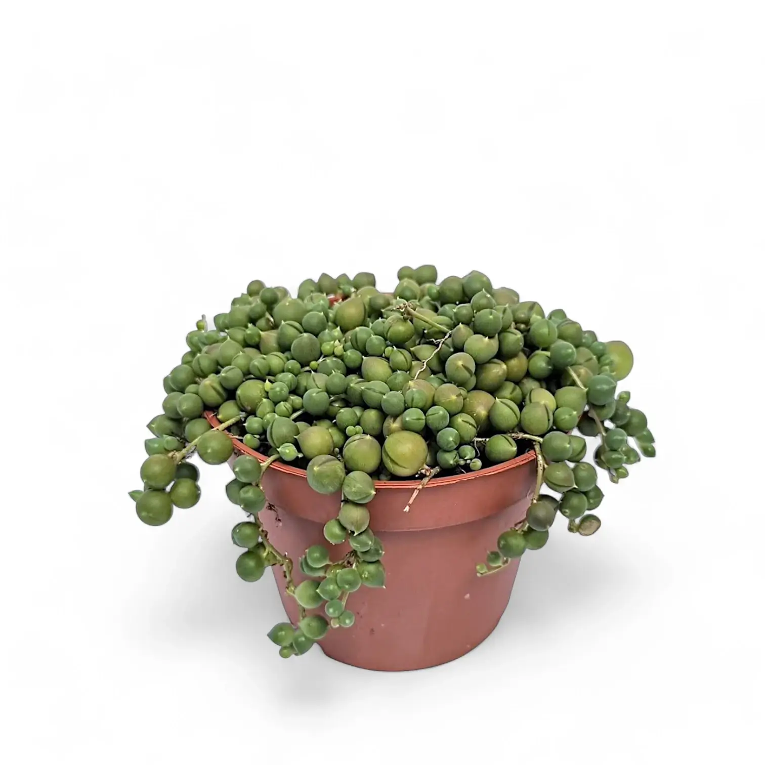 Curio rowleyanus - Trailing String-of-Pearls Succulent