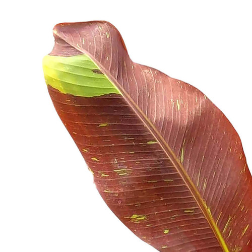 Musa 'Siam Ruby' - buy online at Foliage Factory