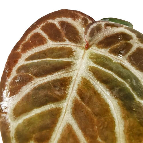 Anthurium 'Dorayaki' – Round Leaf Hybrid with Silver Veins