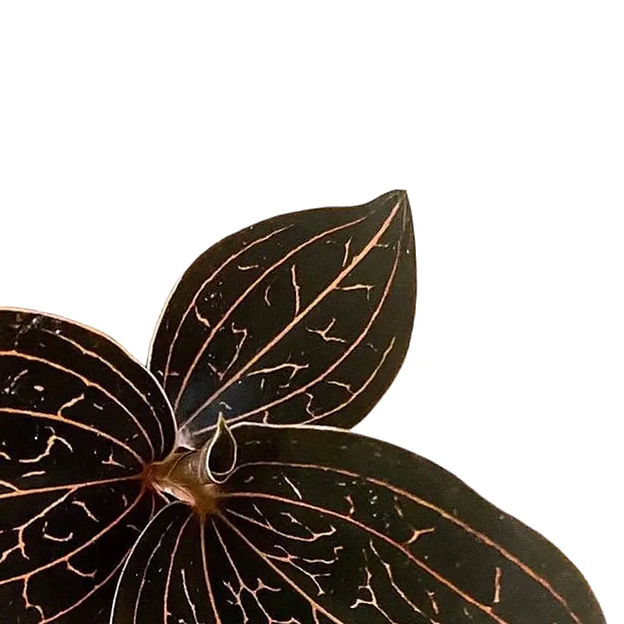 Shop Anoectochilus Plants Online | Foliage Factory