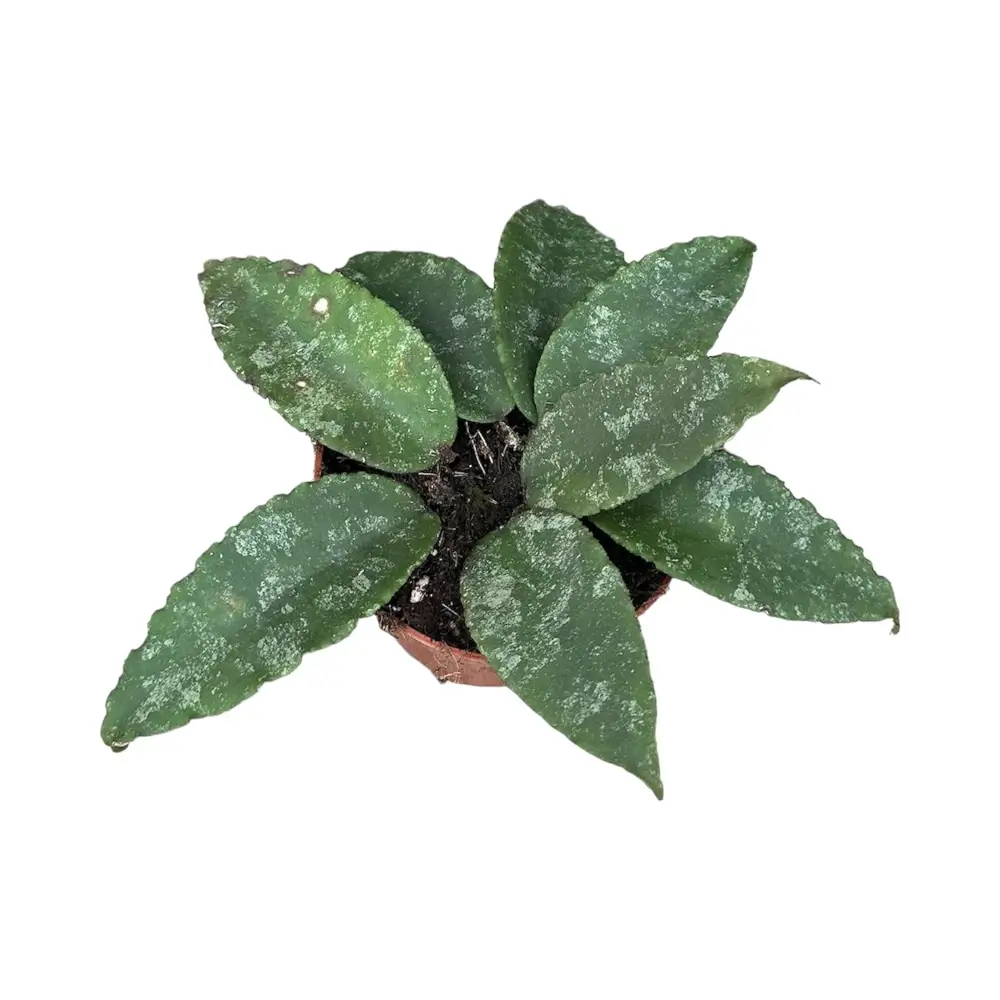 Hoya caudata 'Sumatra' – buy online now at Foliage Factory