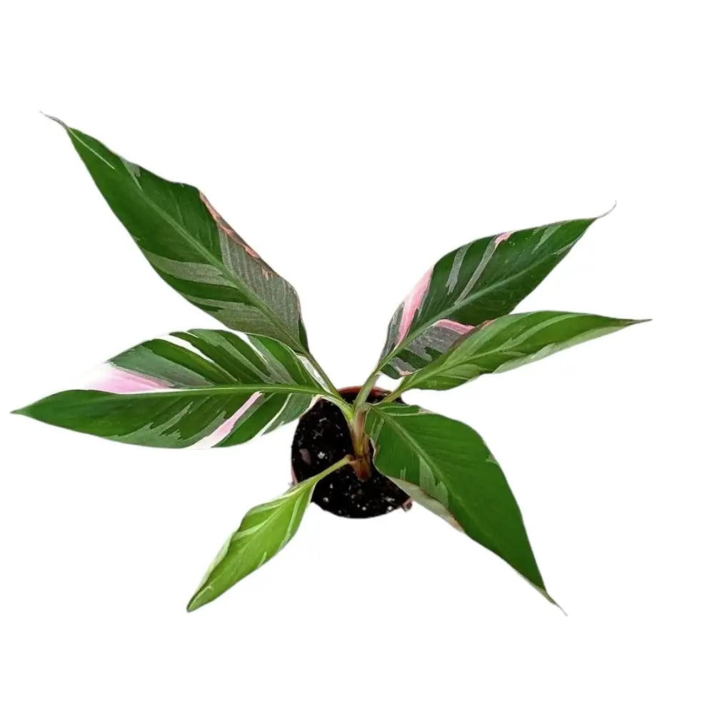 Musa 'Nono' aka 'Hot Pink Banana' - buy online at Foliage Factory