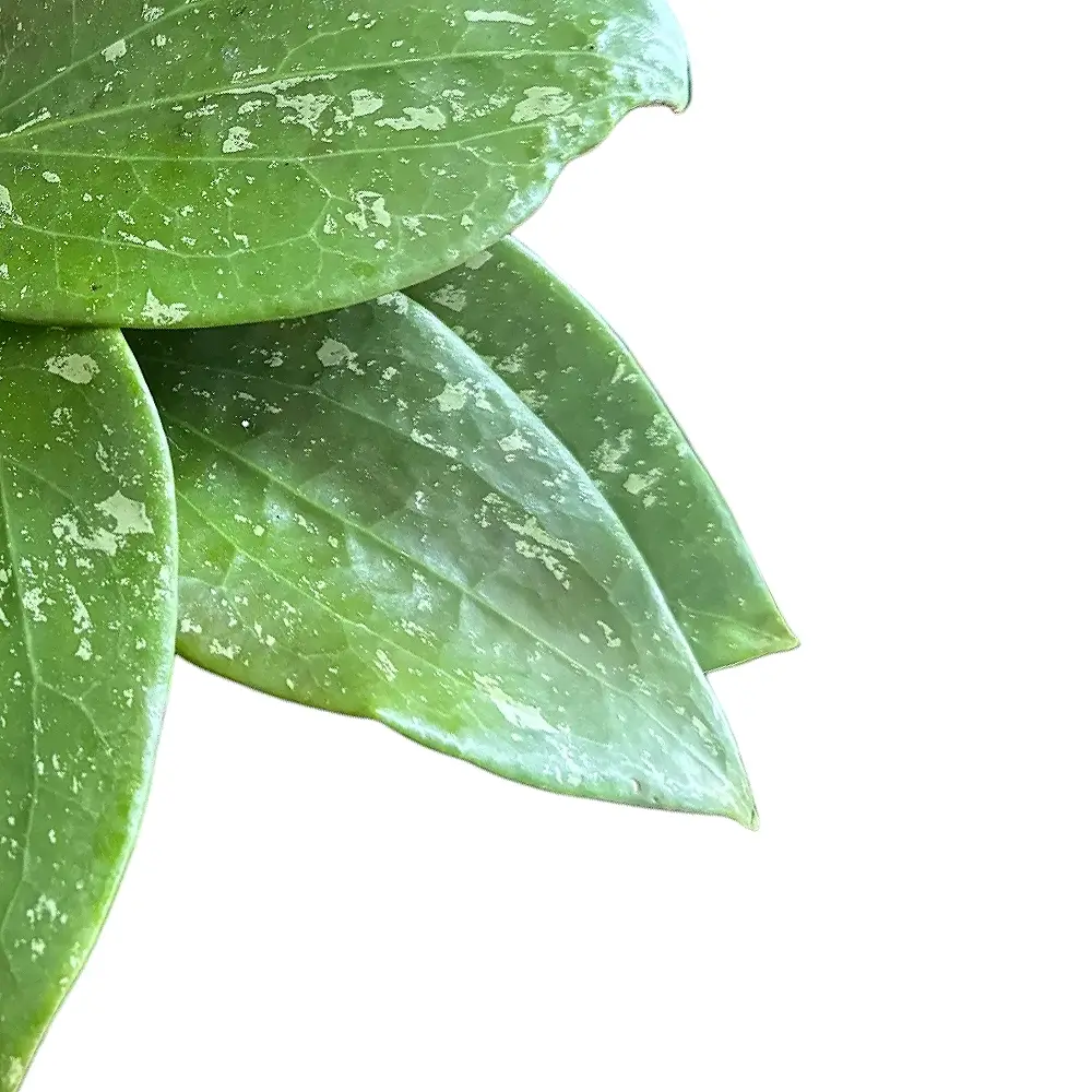 Shop All Plants | Foliage Factory