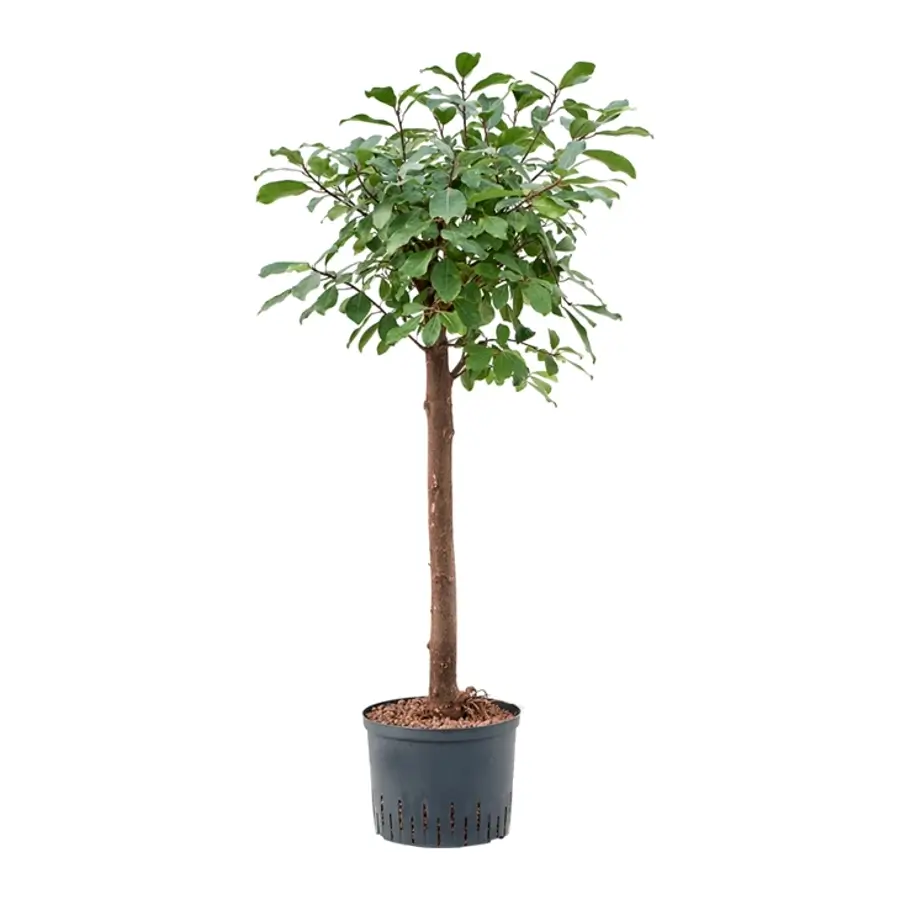 Shop Ficus Plants | Foliage Factory