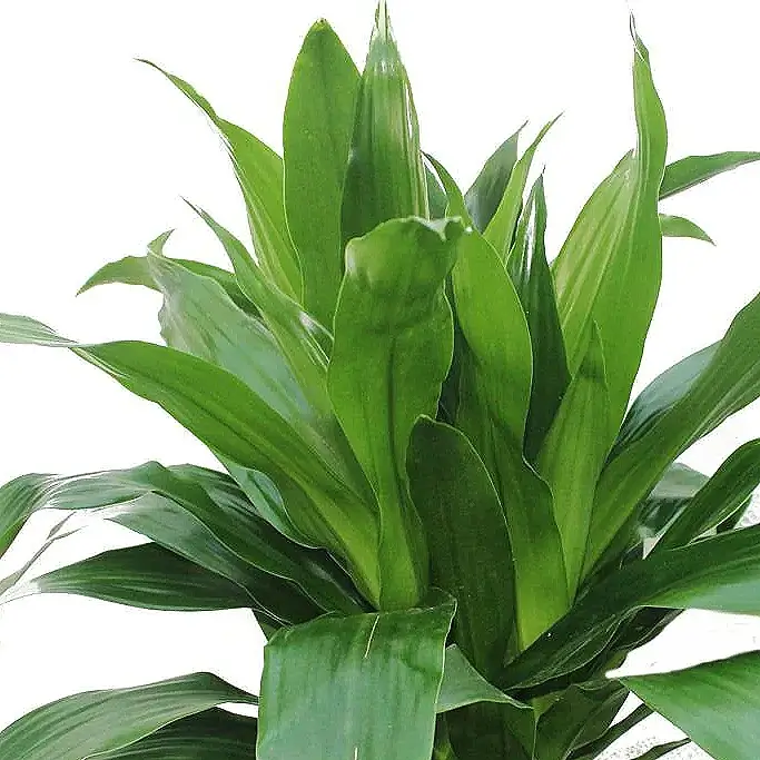 Dracaena fragrans 'Janet Craig' - Easy-Care Houseplant
