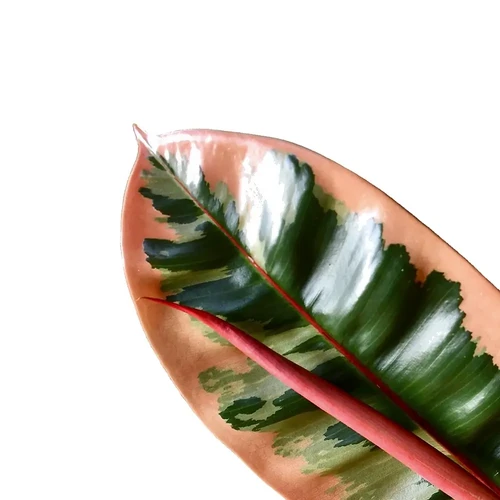 Buy Ficus elastica ‘Belize’ (‘Red Ruby’) at Foliage Factory