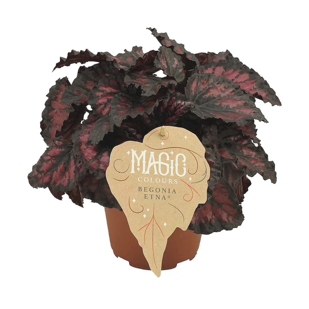 Begonia rex 'Etna' - buy online at Foliage Factory