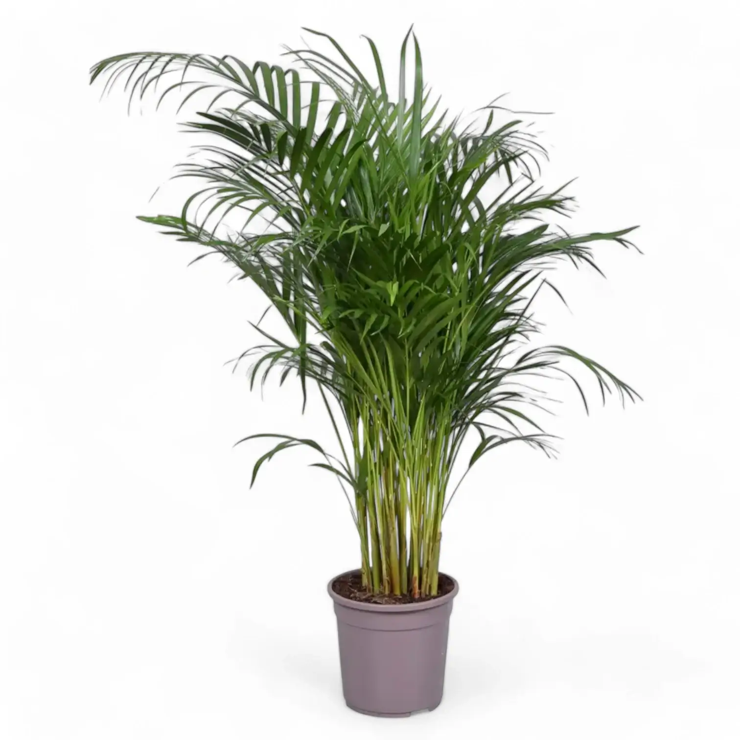 Dypsis lutescens - Buy Elegant Areca Palm with Golden Stems