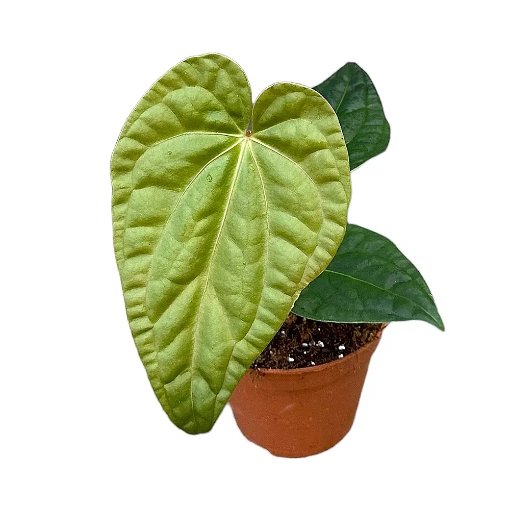 Anthurium Regale x Luxurians - Hybrid with Bullate Leaves