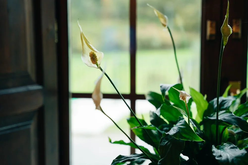 Window Orientation & Houseplants: Light Rules Indoors