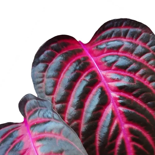 Iresine herbstii 'Rich Redstar' - order at Foliage Factory