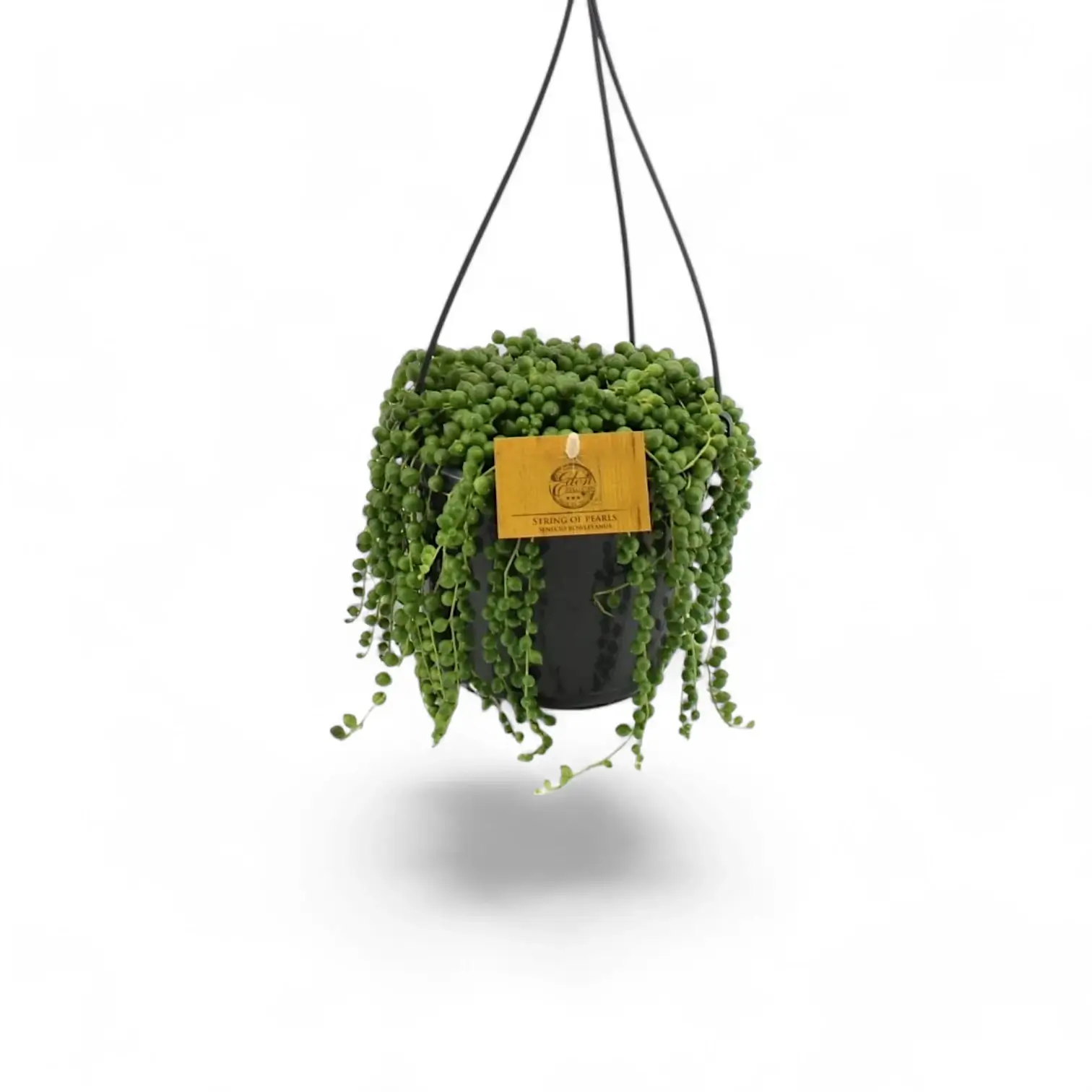 Curio rowleyanus - Trailing String-of-Pearls Succulent