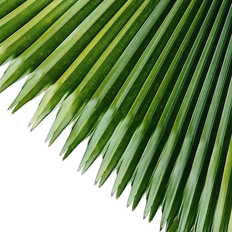 Saribus rotundifolius - buy online at Foliage Factory