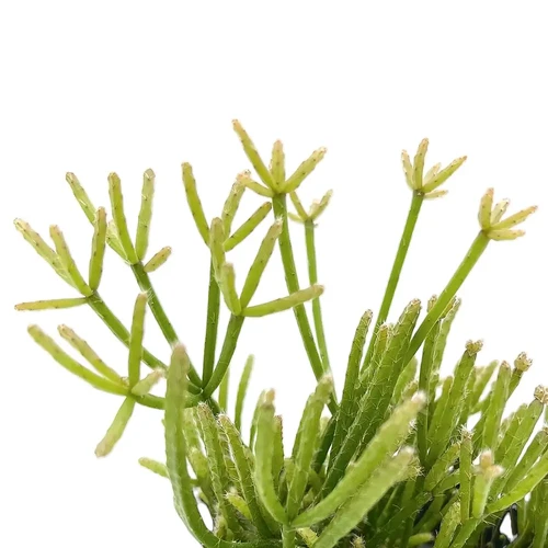 Rhipsalis teres f. prismatica - buy online at Foliage Factory