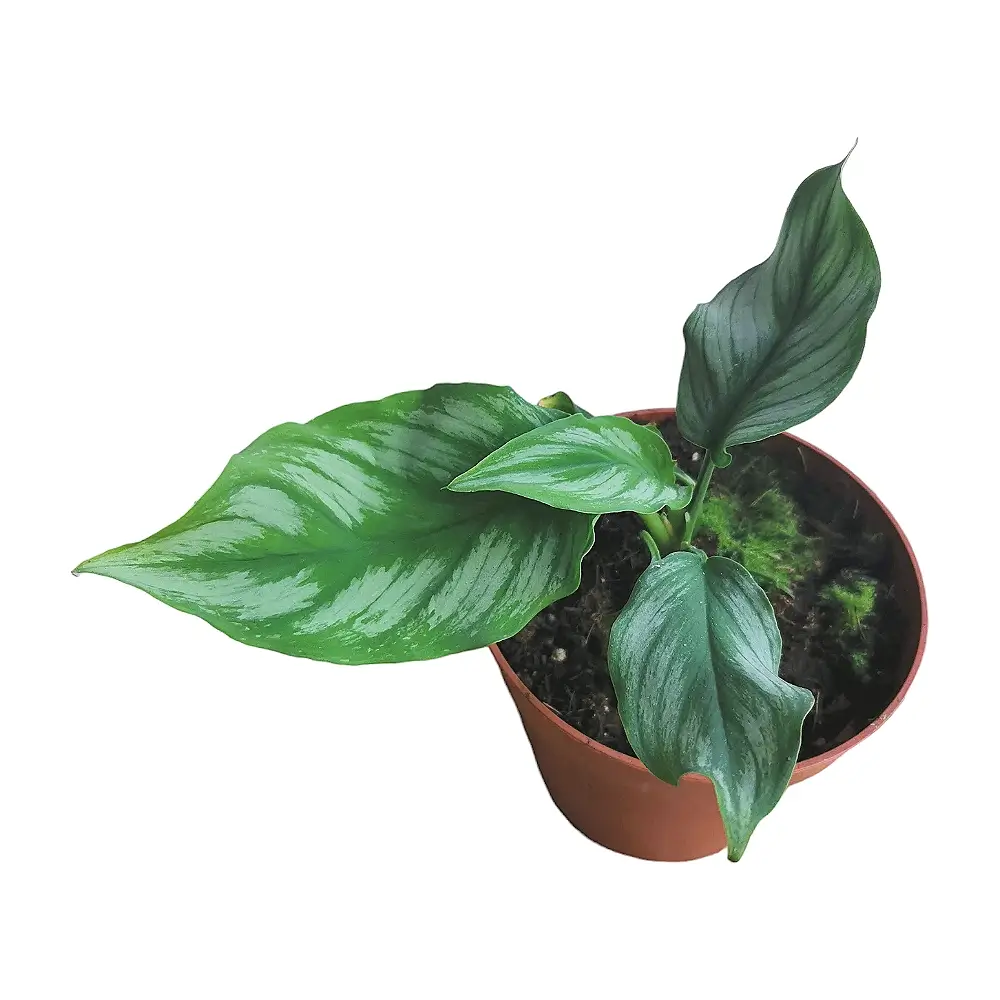 Homalomena genus | foliage factory