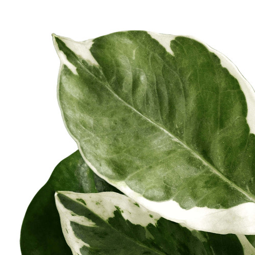 Epipremnum aureum 'Pearls and Jade' aka 'White Panther'