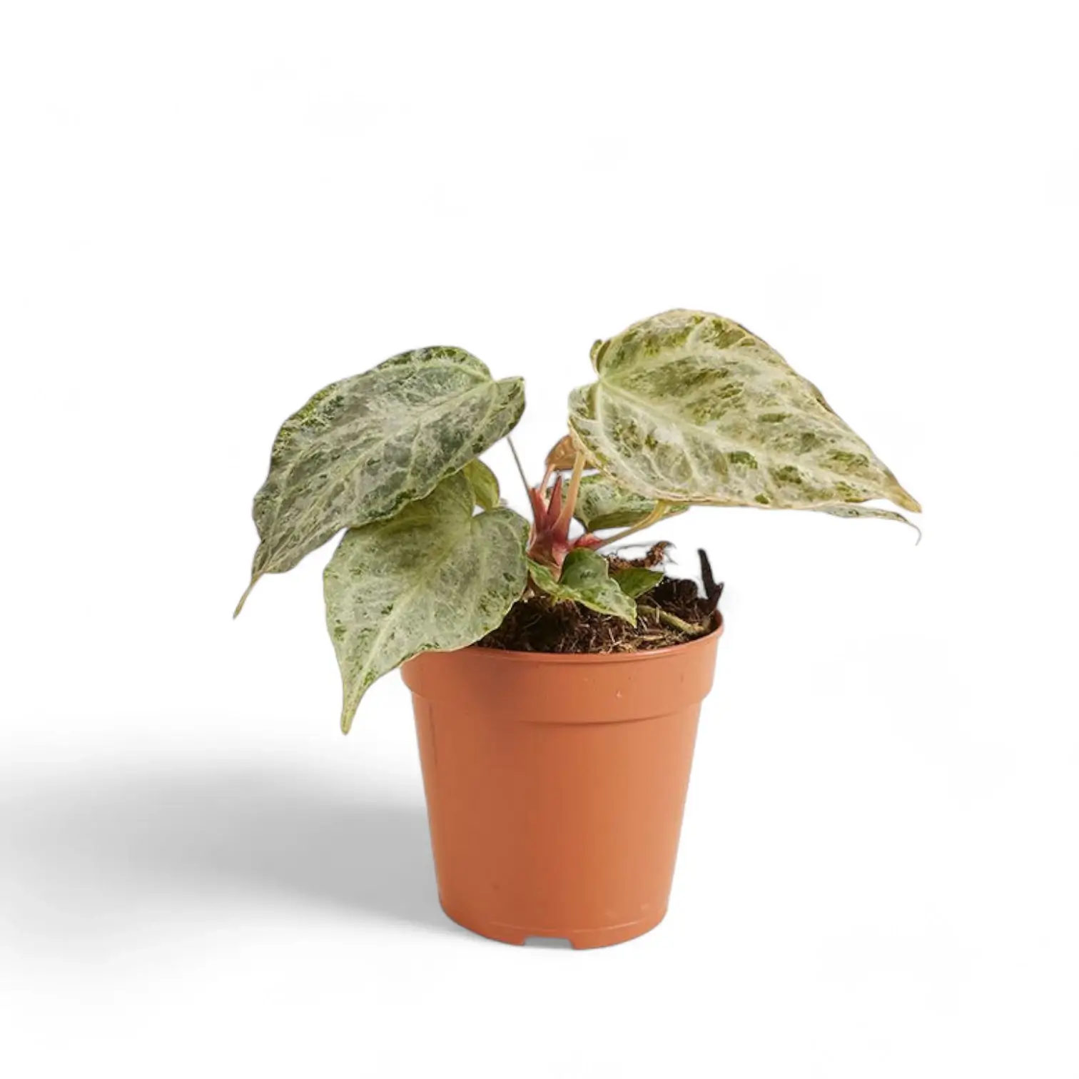 Anthurium 'Silver blush Mint' - buy at Foliage Factory