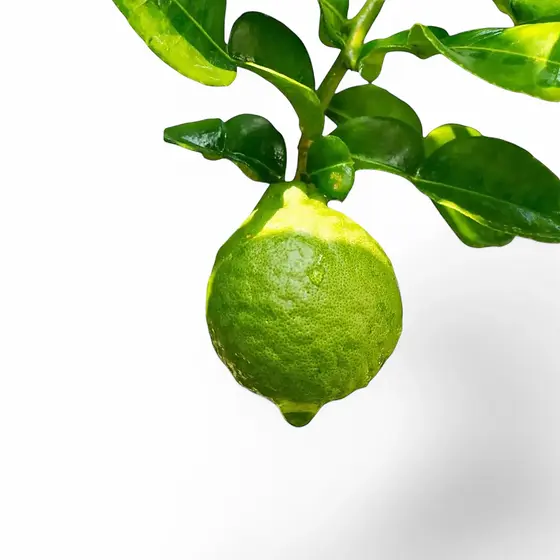 bergamot fruit tree