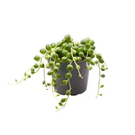 Curio rowleyanus - Trailing String-of-Pearls Succulent