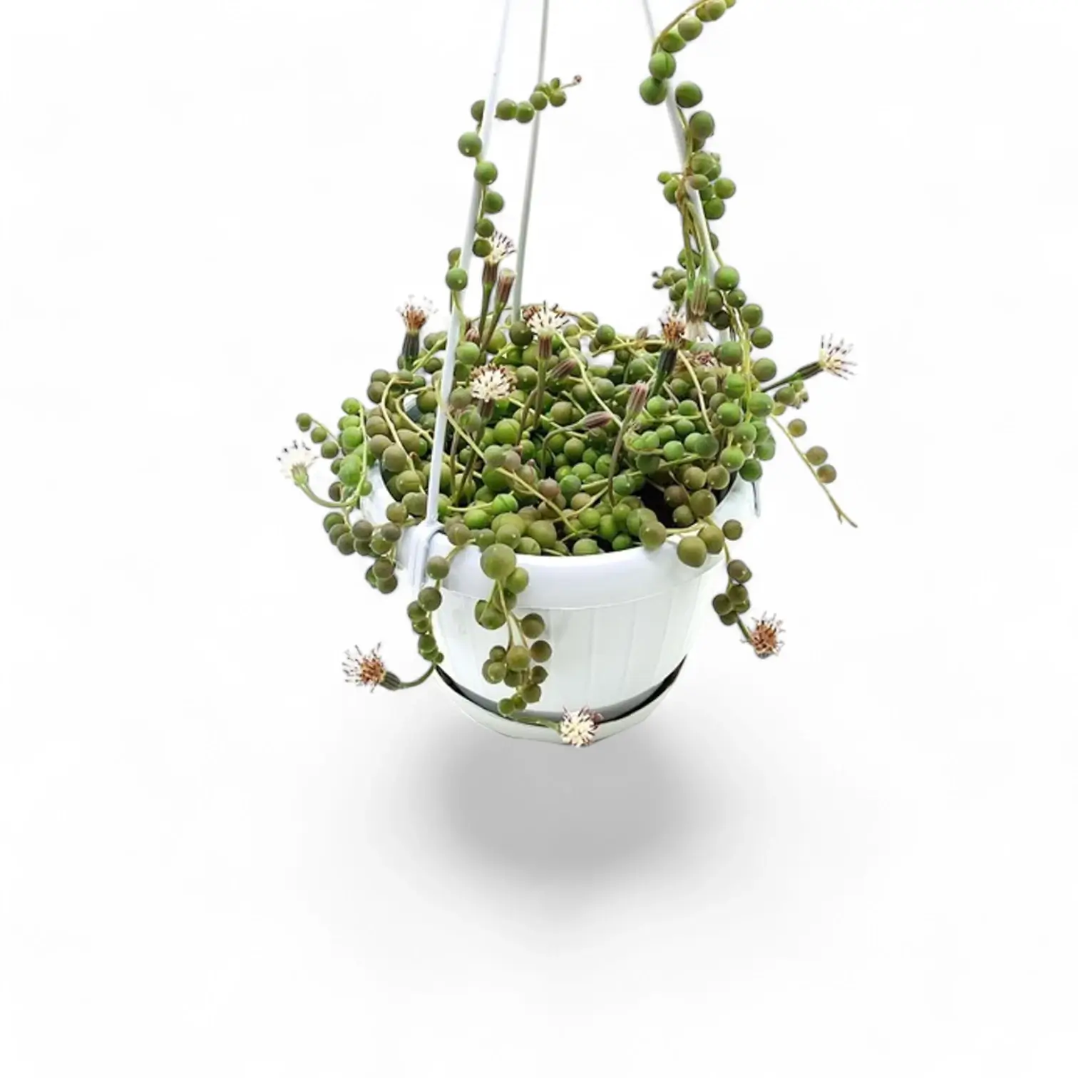 Curio rowleyanus - Trailing String-of-Pearls Succulent