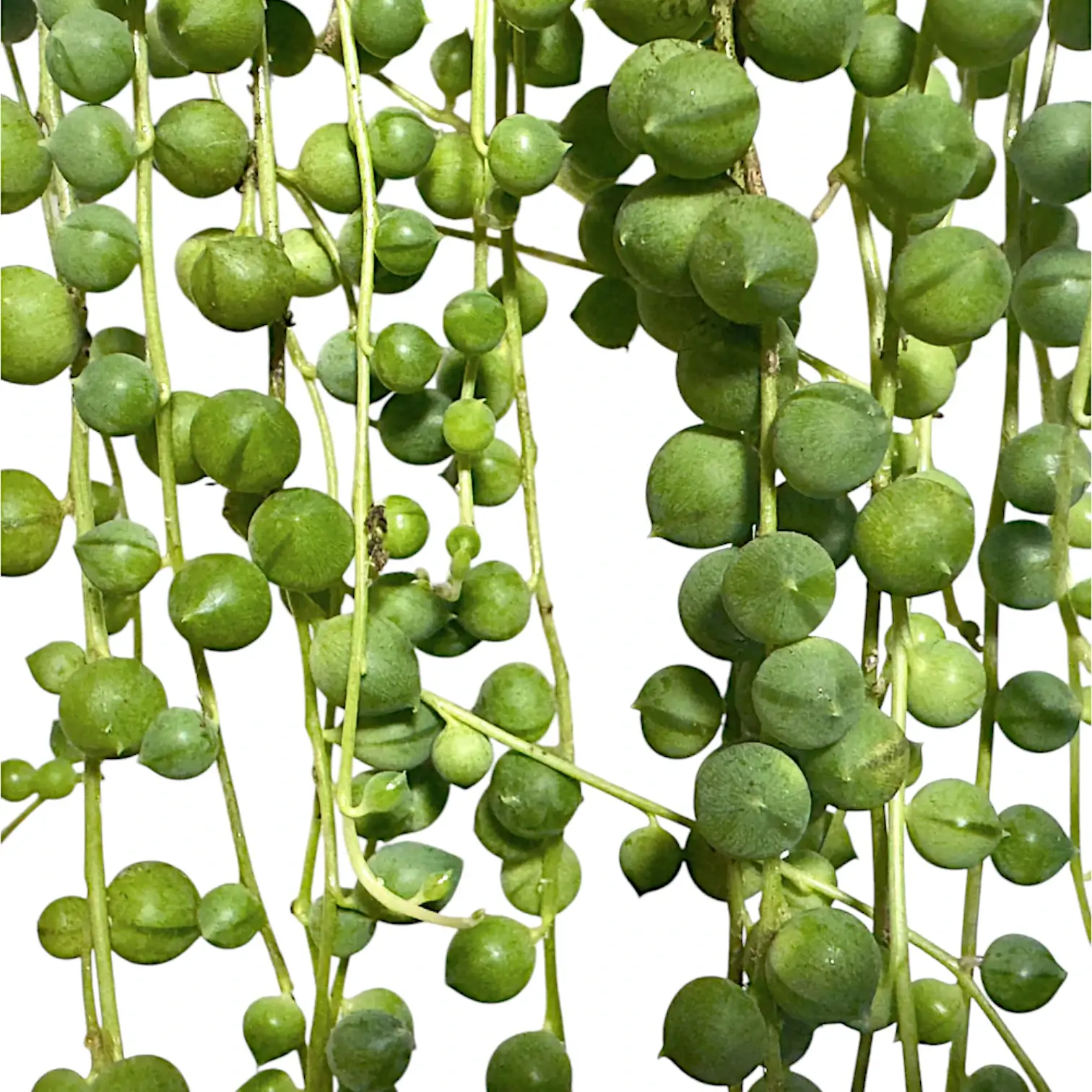 Curio rowleyanus - Trailing String-of-Pearls Succulent