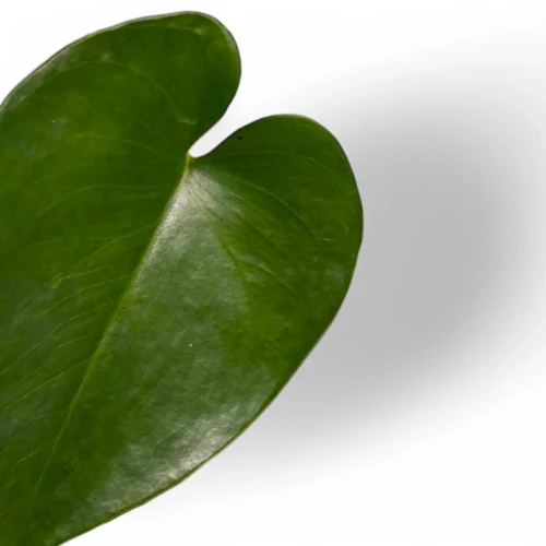 Amydrium humile - buy online at Foliage Factory Plant Shop