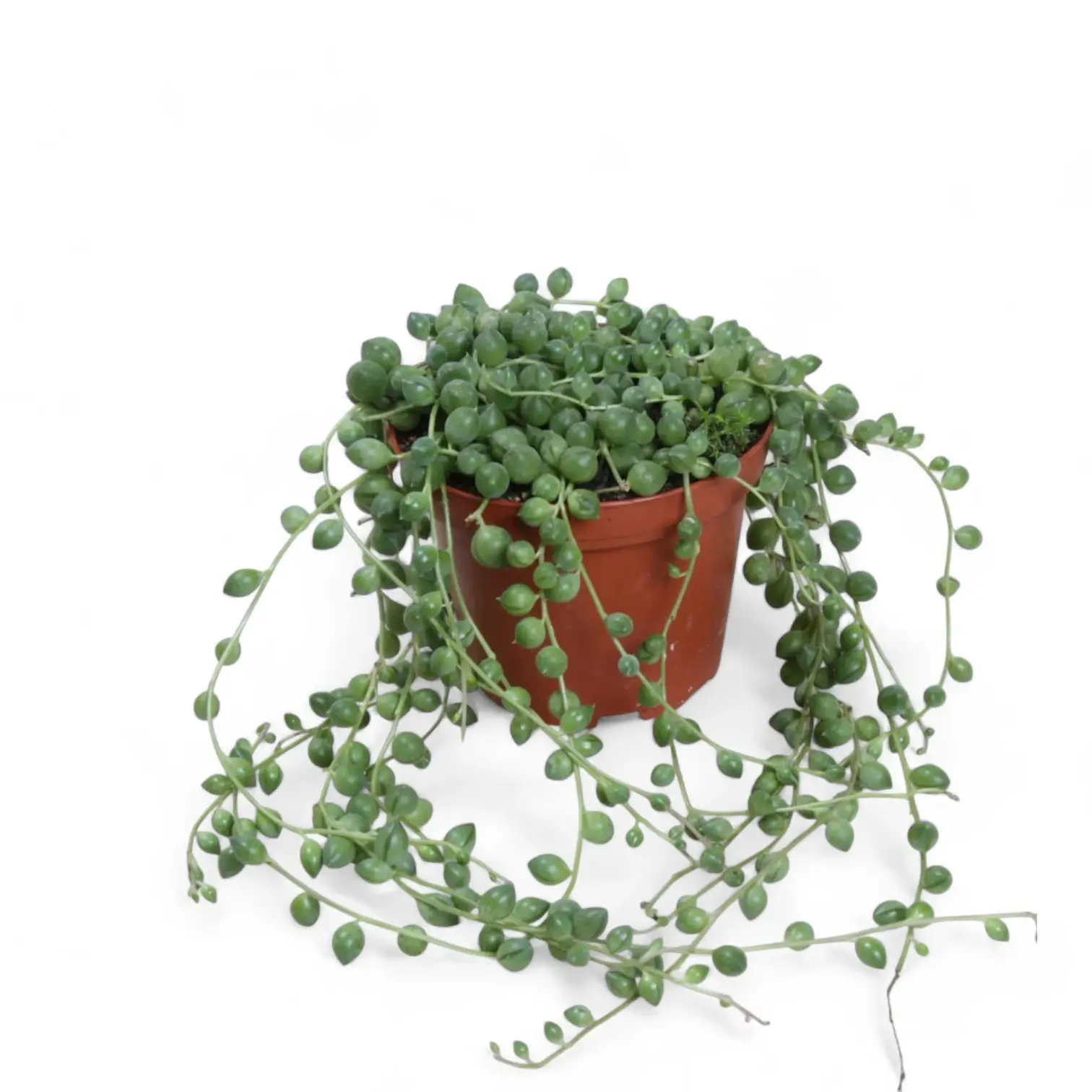Curio rowleyanus - Trailing String-of-Pearls Succulent